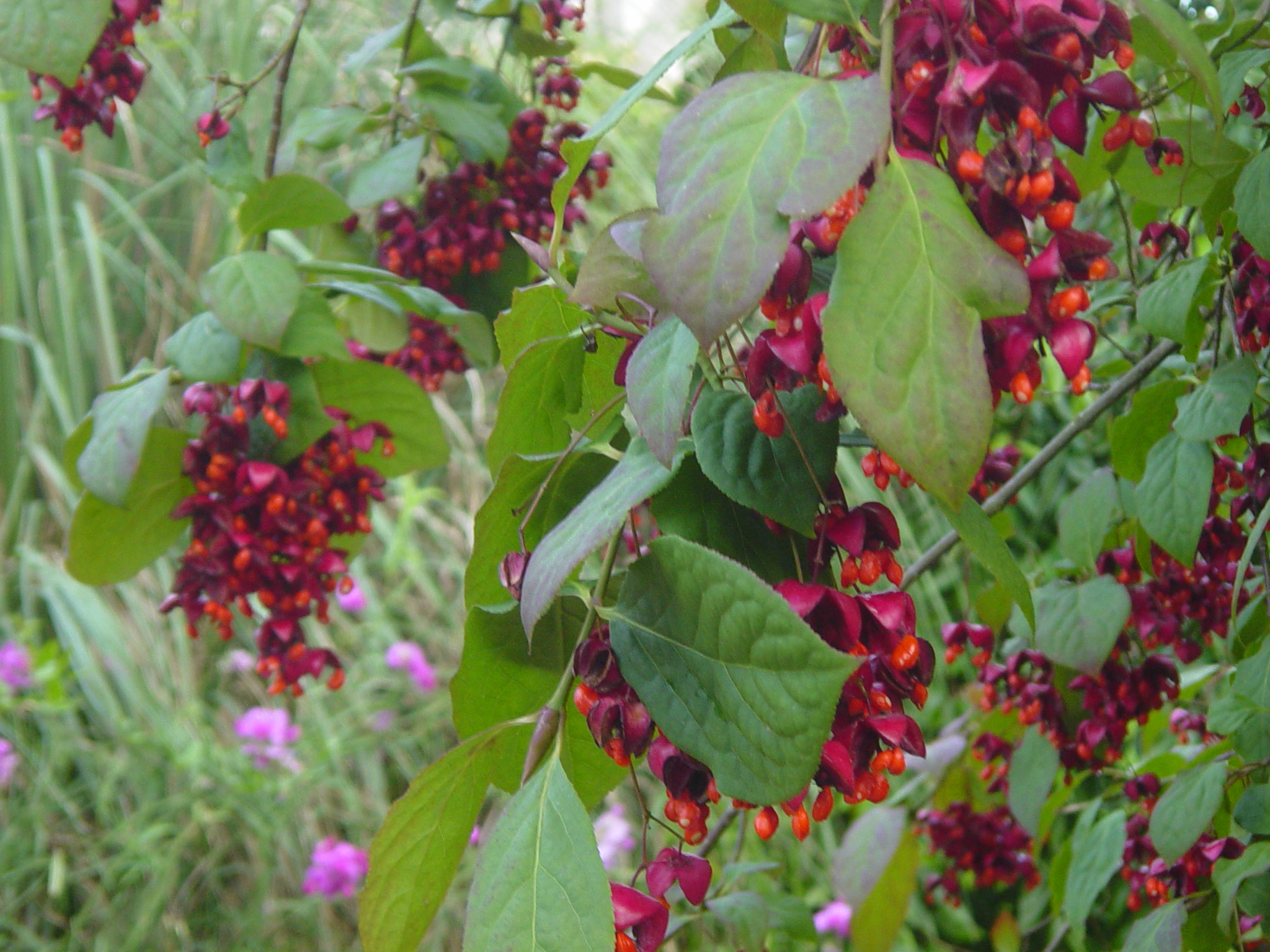 The Garden at Pine Trees | bill andrews.co.uk